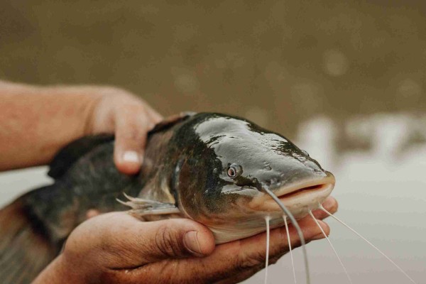 Lele yang Melengkung Diberi Pakan Kotoran? Simak Fakta Nutrisi ...